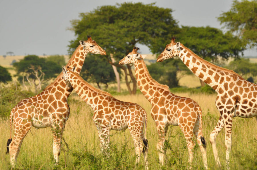 Giraffes: An Endangered Species – The Roosevelt Review